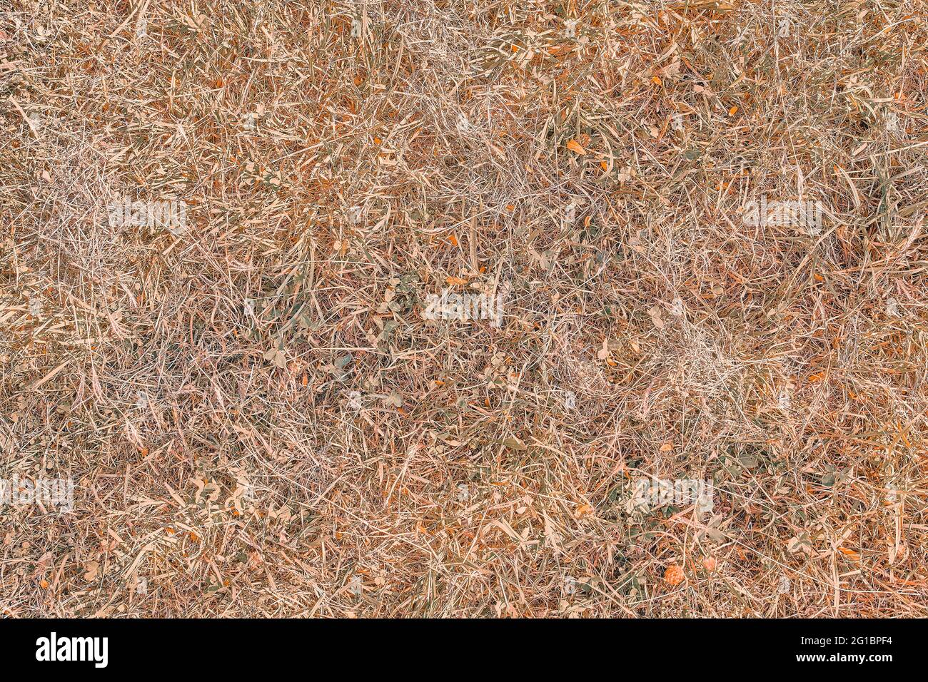 Orange hay background dry grass texture. Golf or football field ...