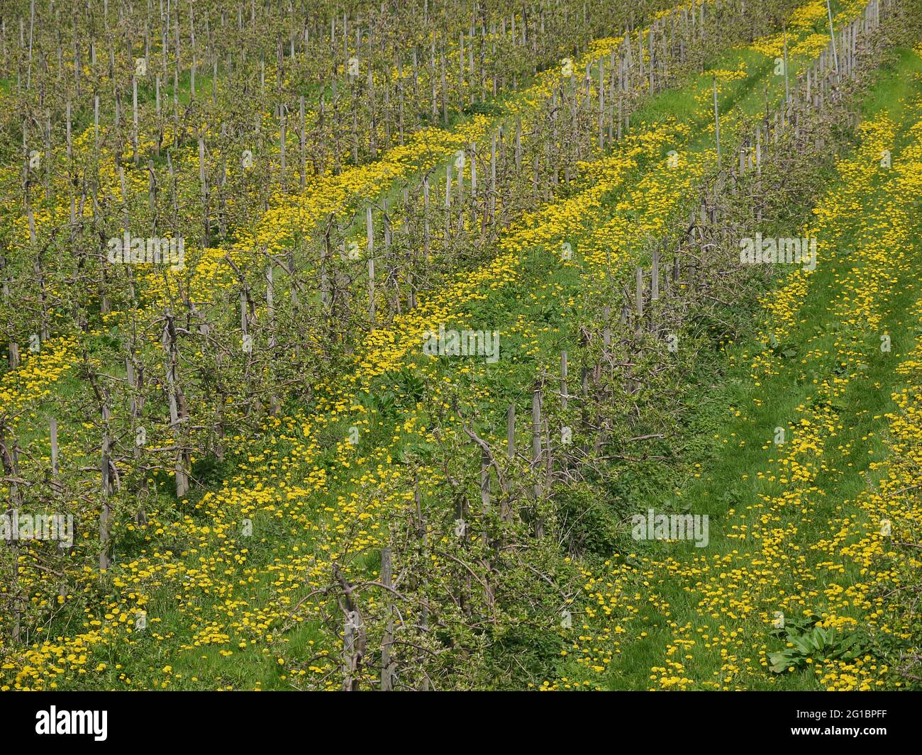 Apple tree plantation, trees in rows, on the ground a meadow with ...