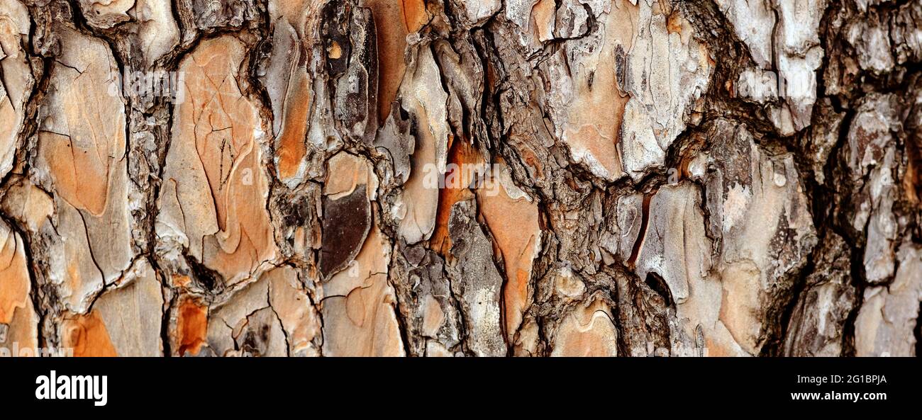 rustic wood bark texture background panoramic Stock Photo - Alamy