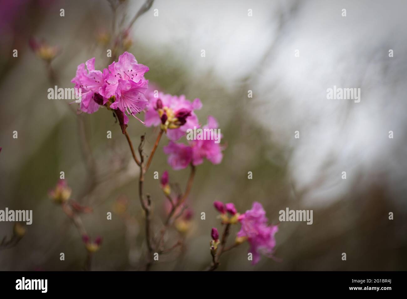 Azalea oregon hi-res stock photography and images - Alamy