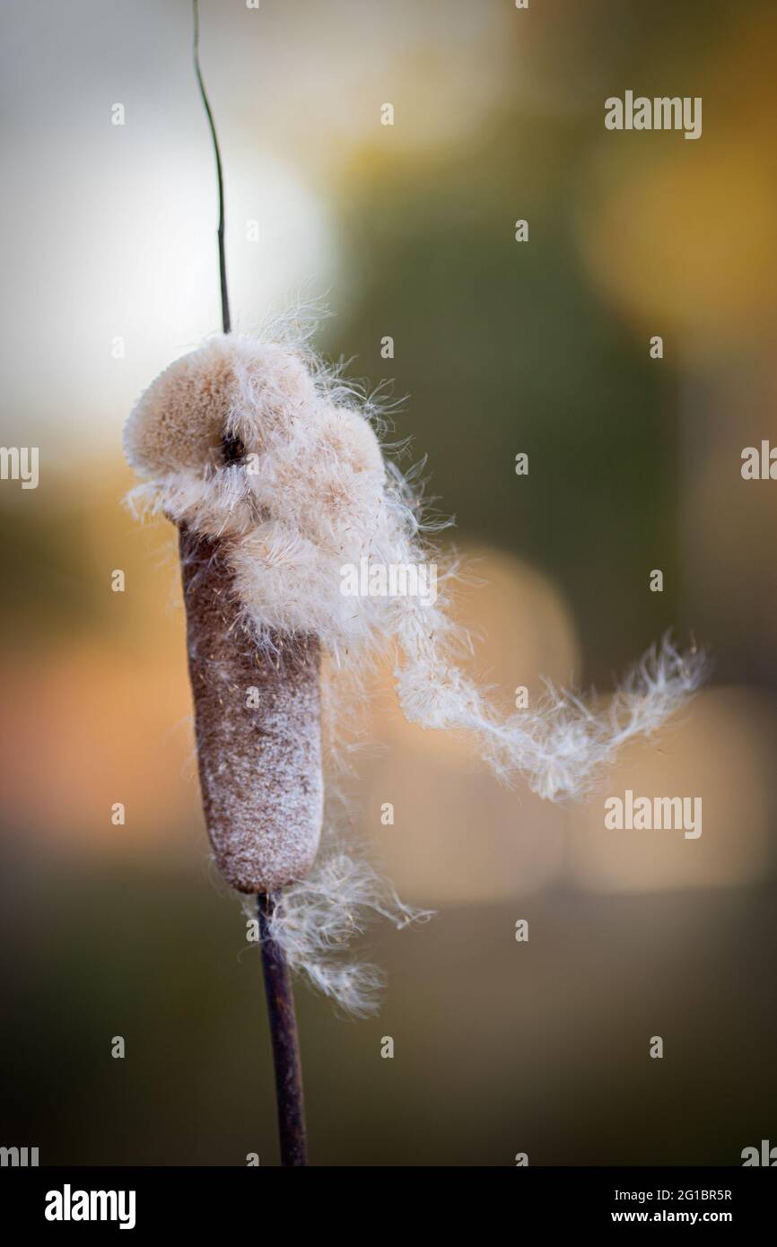 Golden hour cattail releasing seeds Stock Photo - Alamy