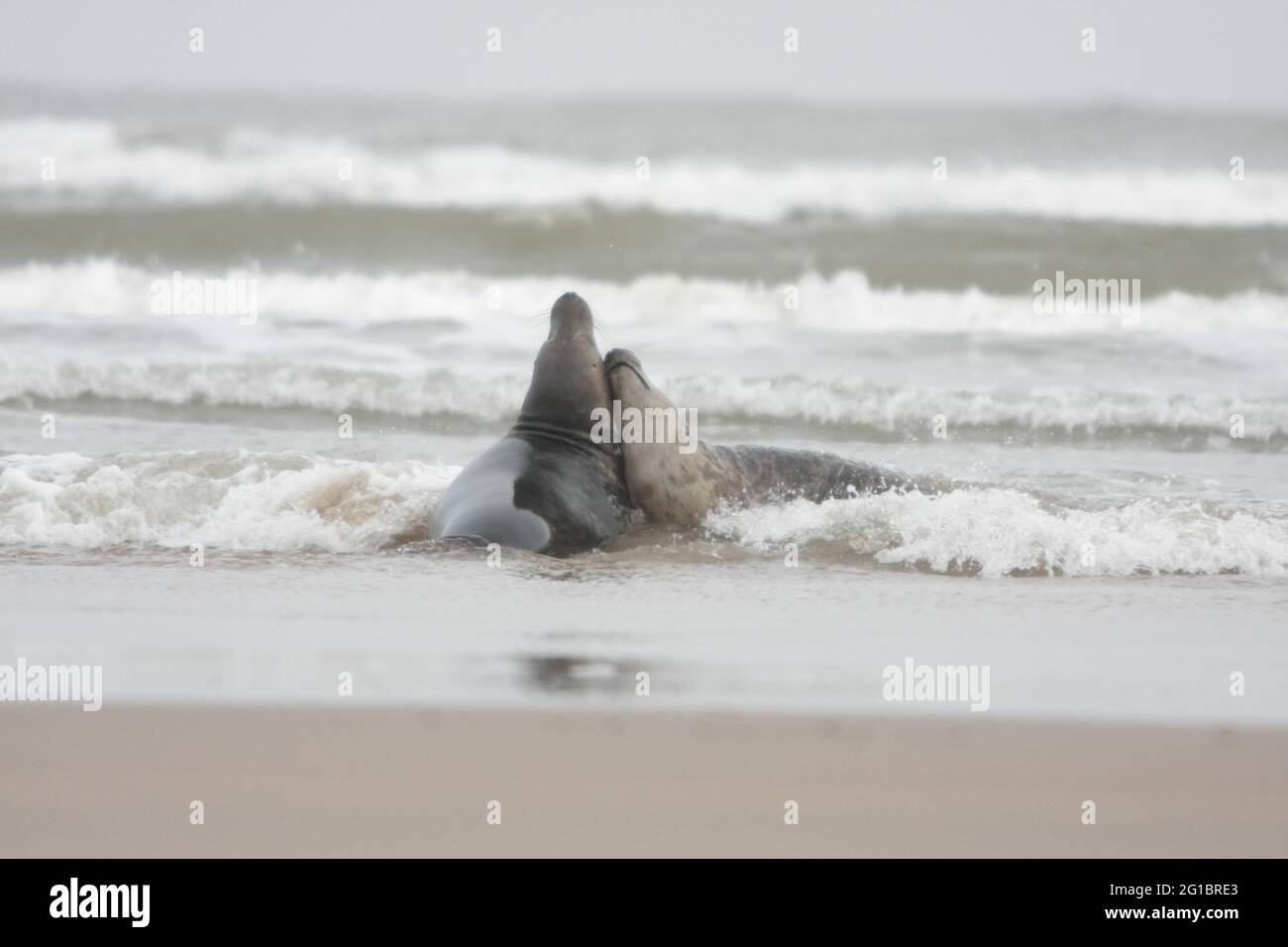 A breathtaking shot of two seals hugging on the beach Stock Photo - Alamy