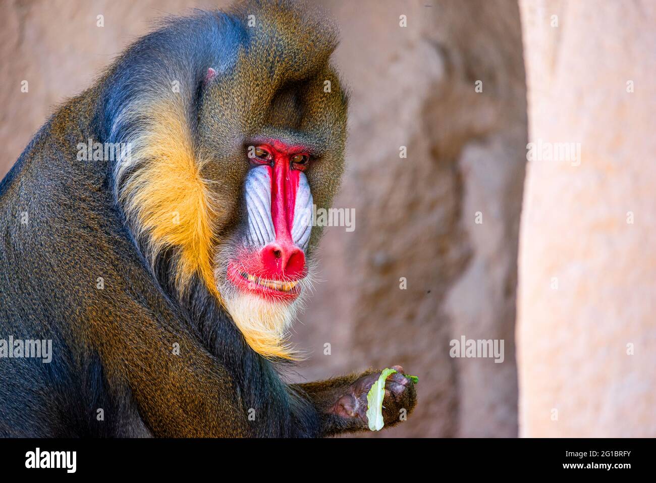 A portrait of a mandrill Stock Photo - Alamy