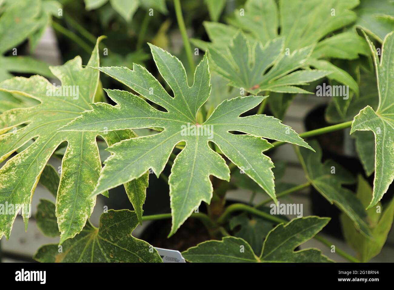 Closeup of the leaves on a Japonica Spider Web plant Stock Photo - Alamy