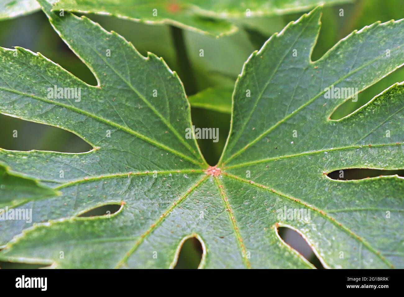 Macro of the leaves on a Japonica Spider Web plant Stock Photo - Alamy