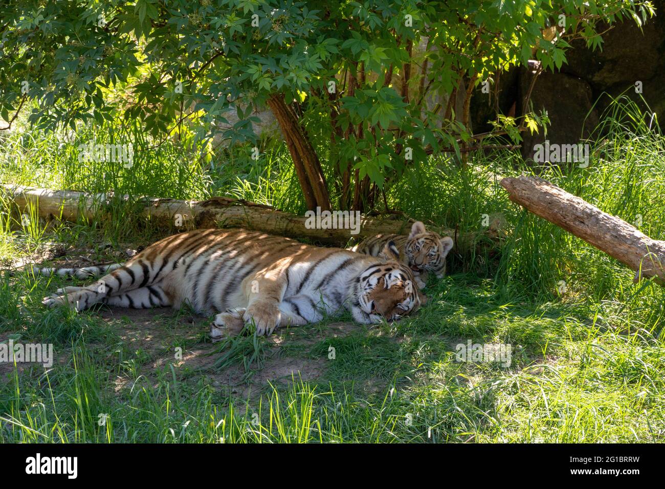 Sleeping tigers hi-res stock photography and images - Alamy