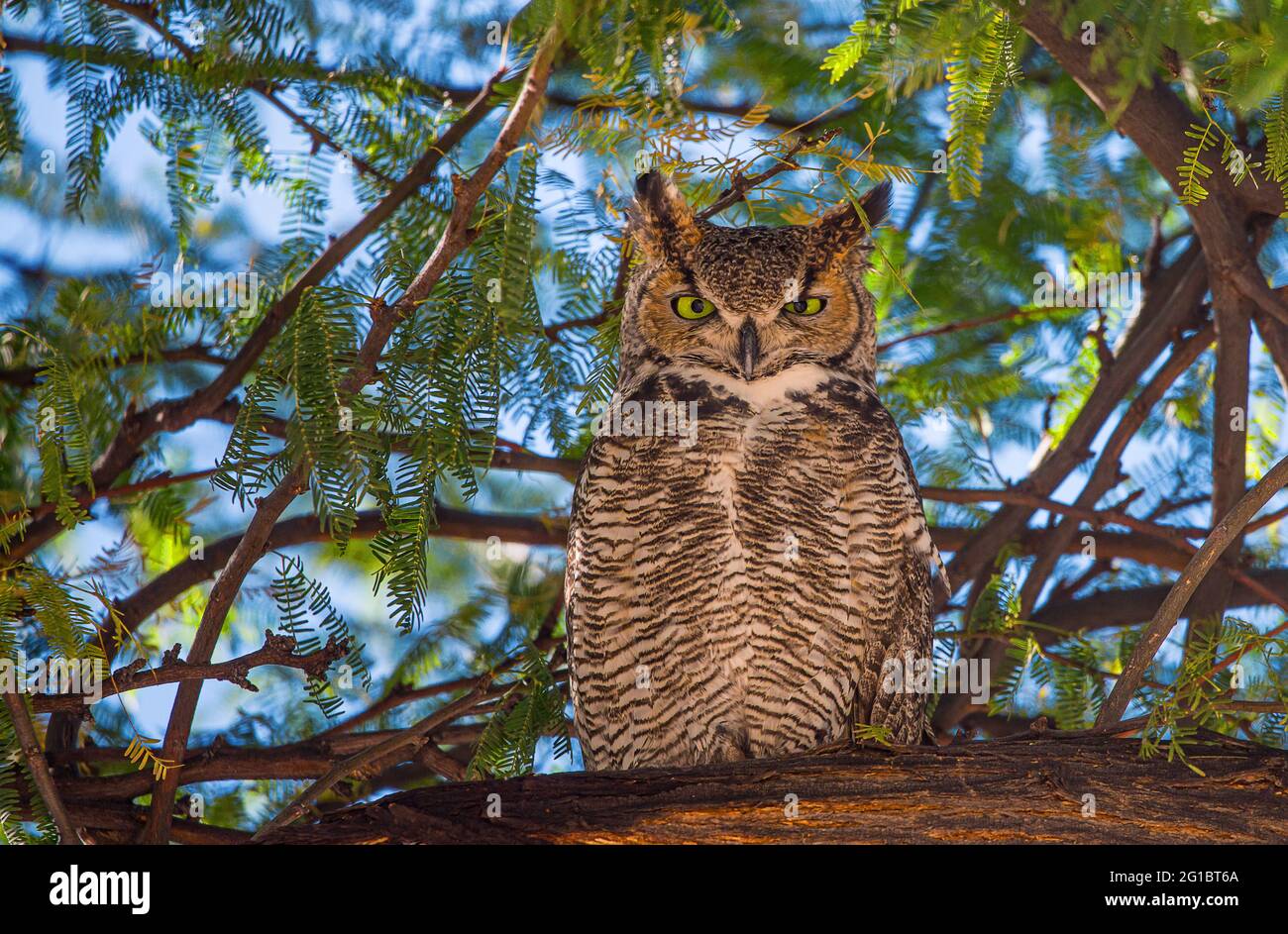 Juvenile Great Horned Owl Stock Photo - Alamy
