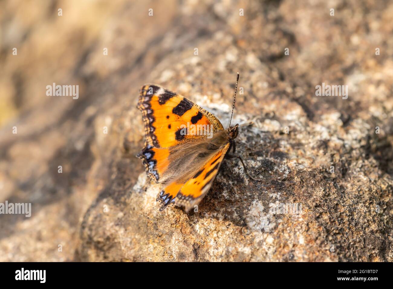 Nature insects wildlife hi-res stock photography and images - Alamy