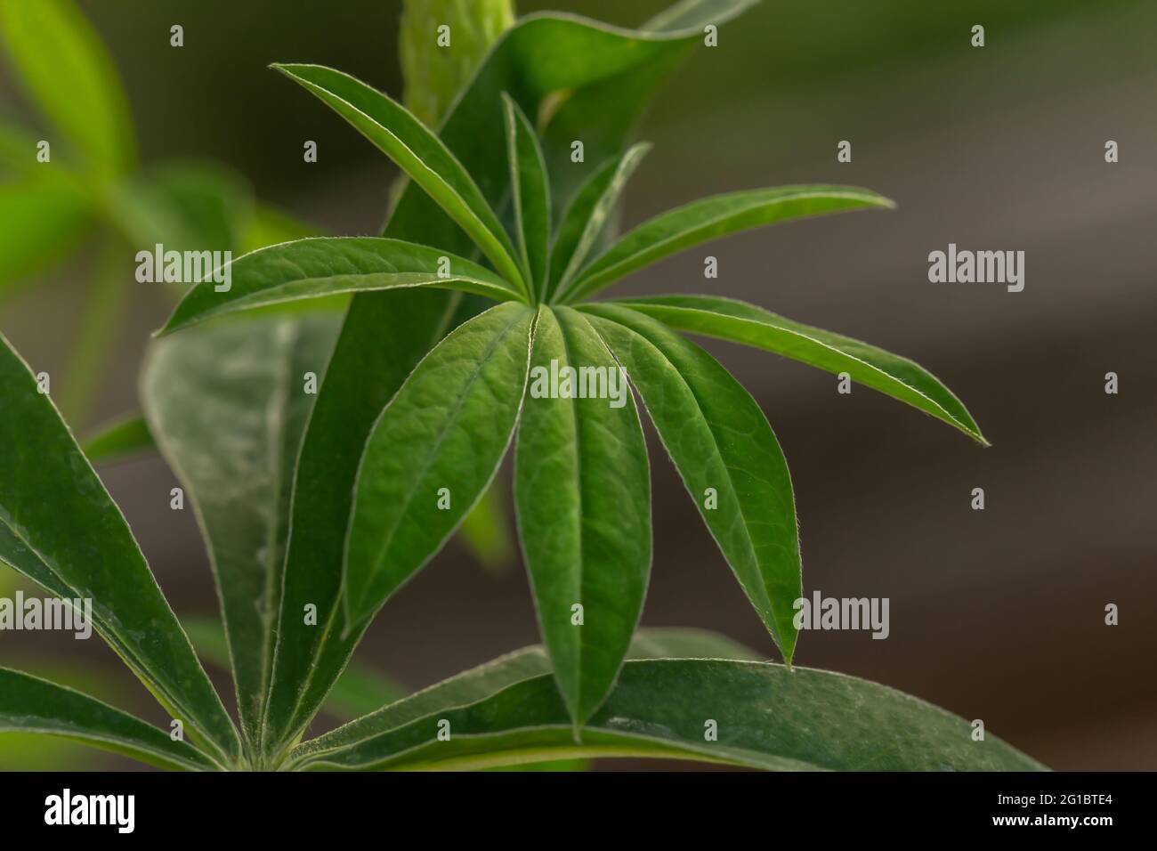Lupin leaves hi-res stock photography and images - Alamy
