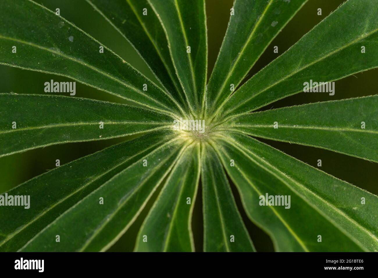 Lupin leaves hi-res stock photography and images - Alamy