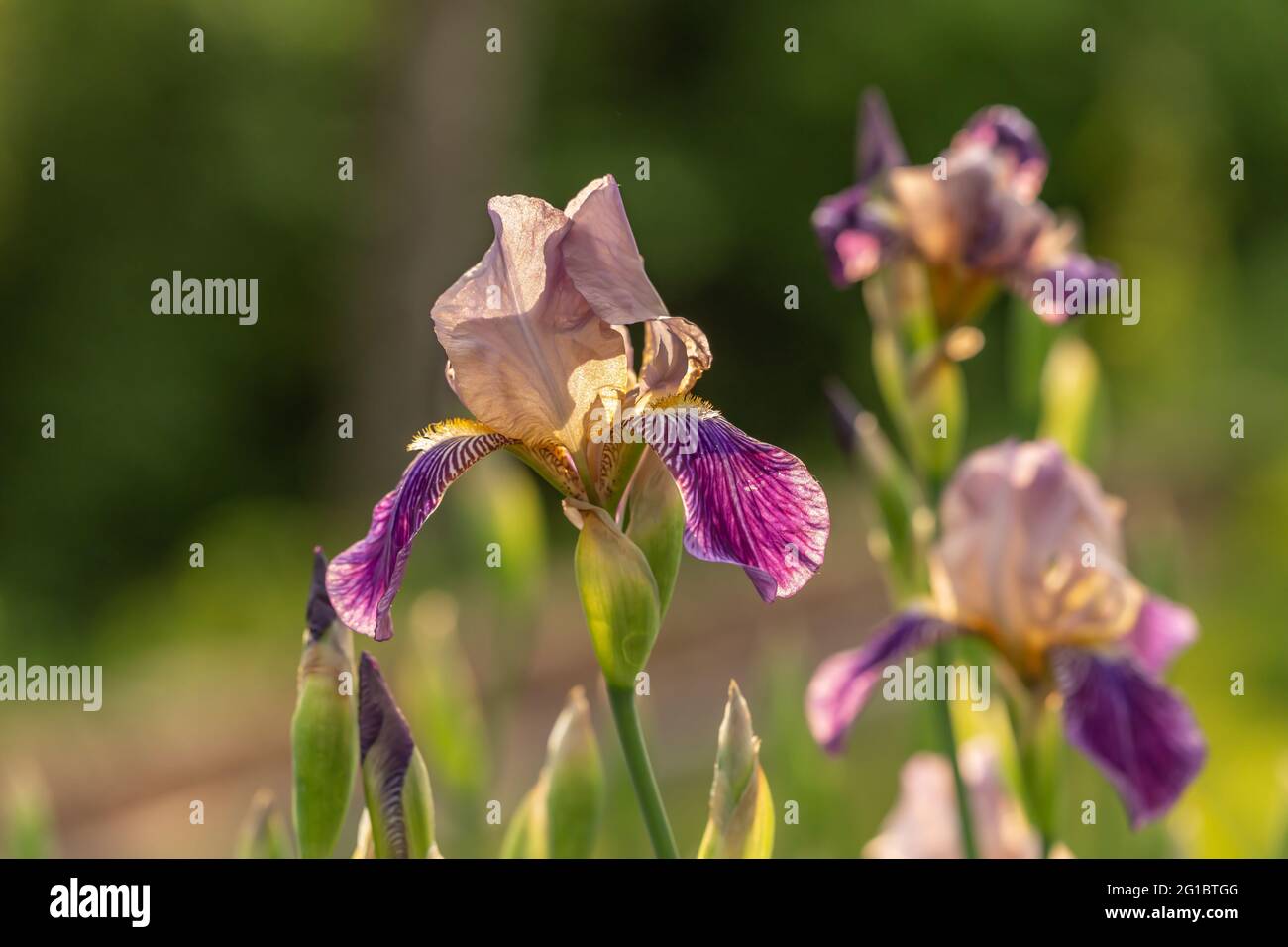 Toad lily hi-res stock photography and images - Alamy