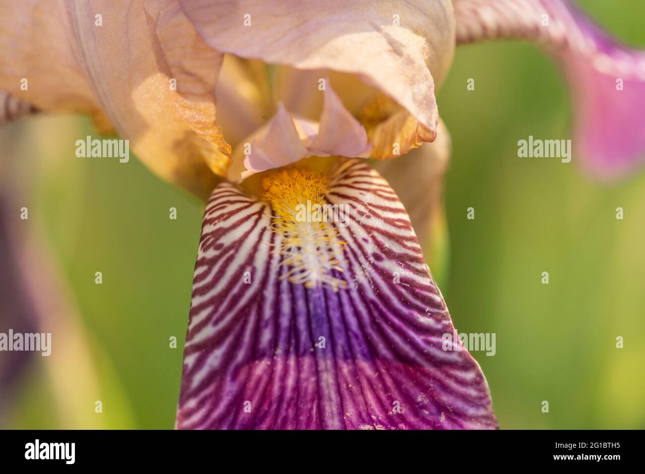 Toad lily hi-res stock photography and images - Alamy