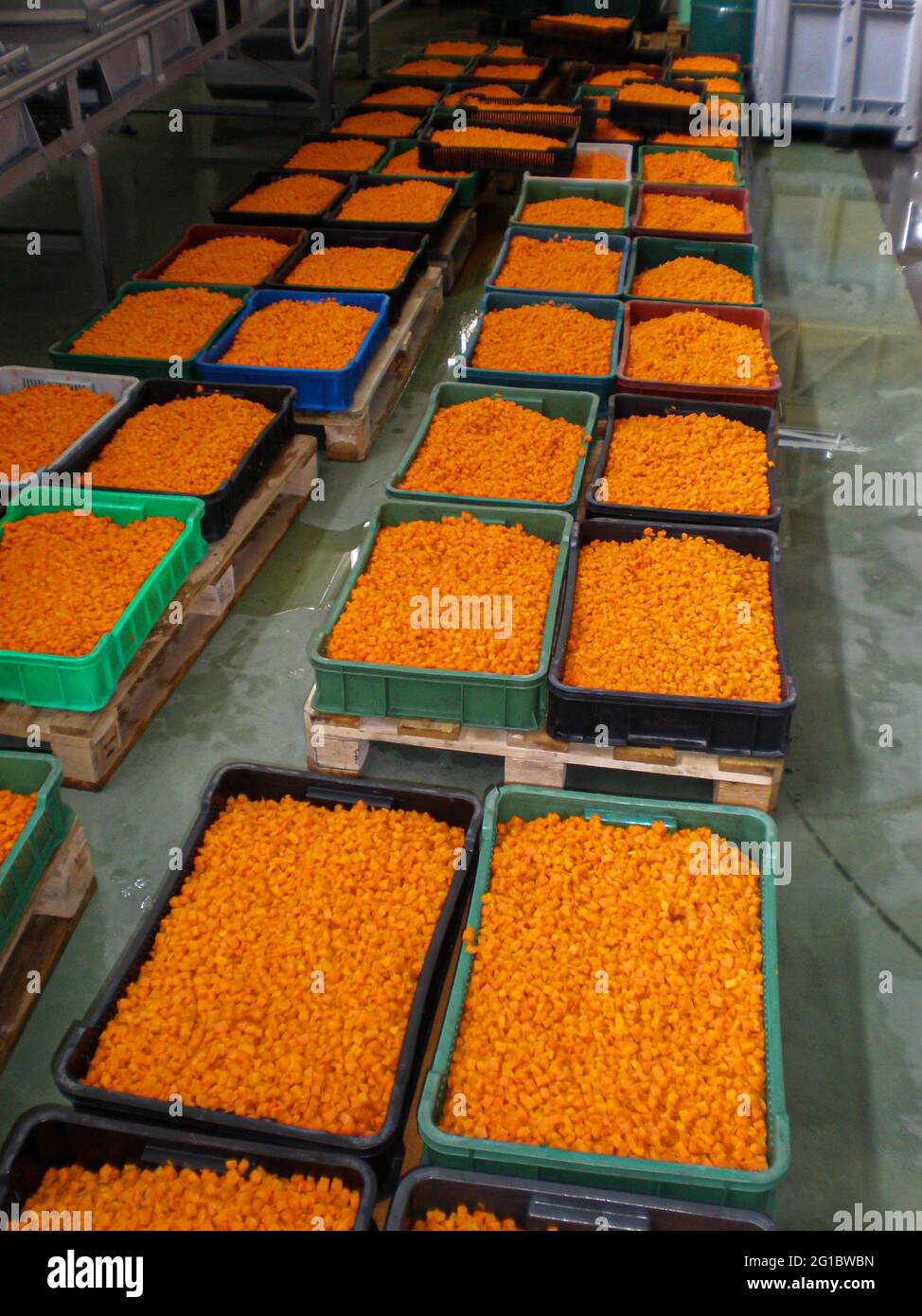 Carrot production. Sliced carrots in crates at the factory Stock Photo ...