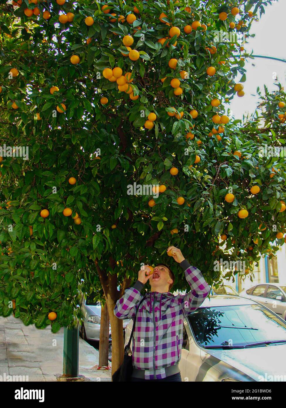 The young man is eating tangerines hanging from the tree. A man picks ...