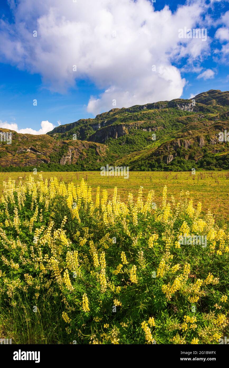 Glendhu bay wildflowers hi-res stock photography and images - Alamy