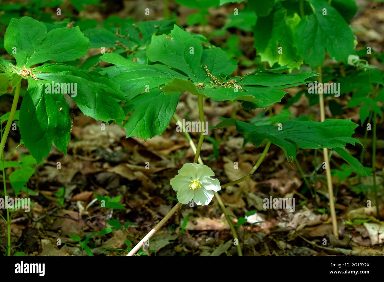 Mandrake plant hi-res stock photography and images - Alamy