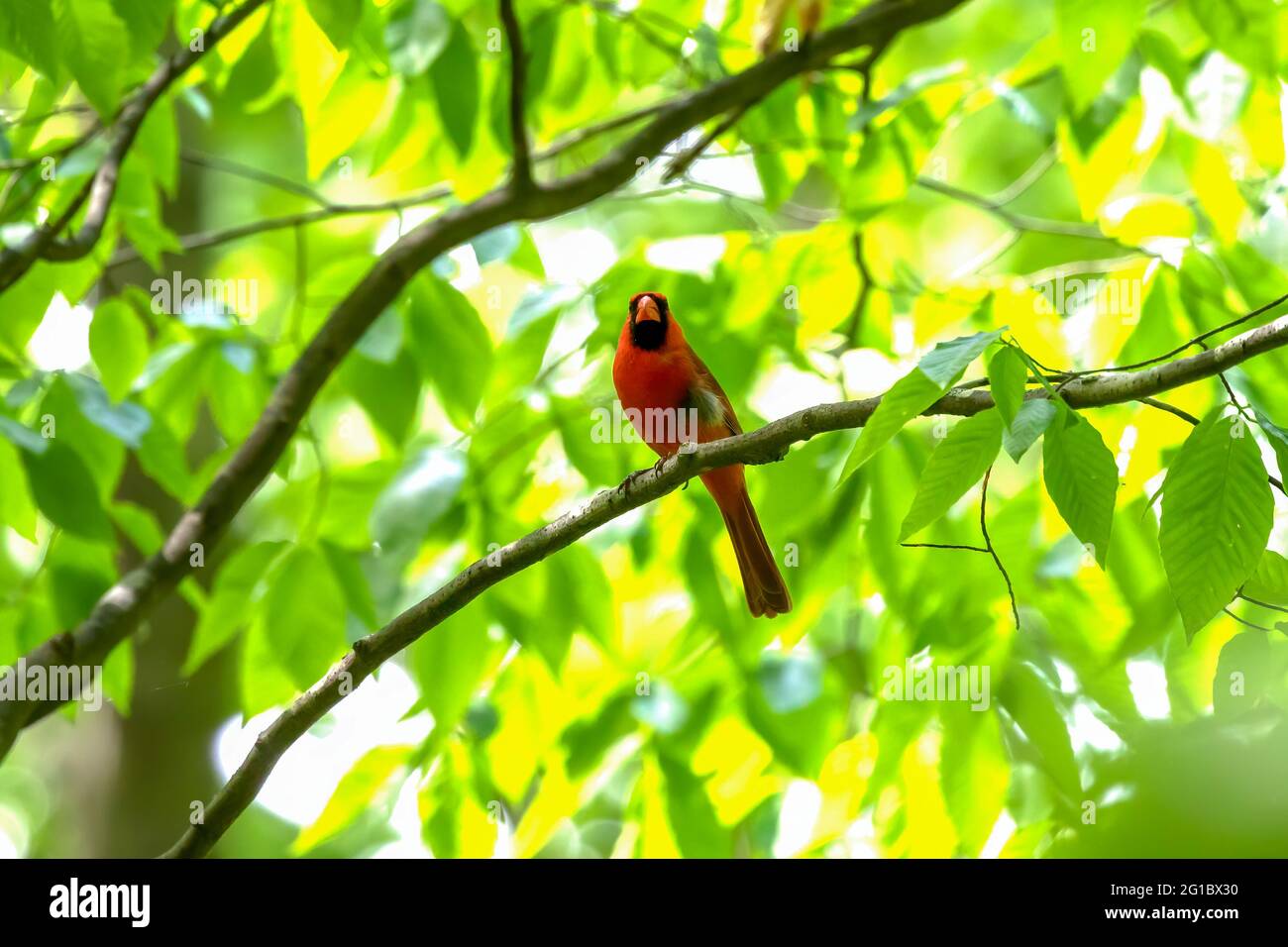 Male Northern cardinal (Cardinalis cardinalis) on back yard Stock Photo ...