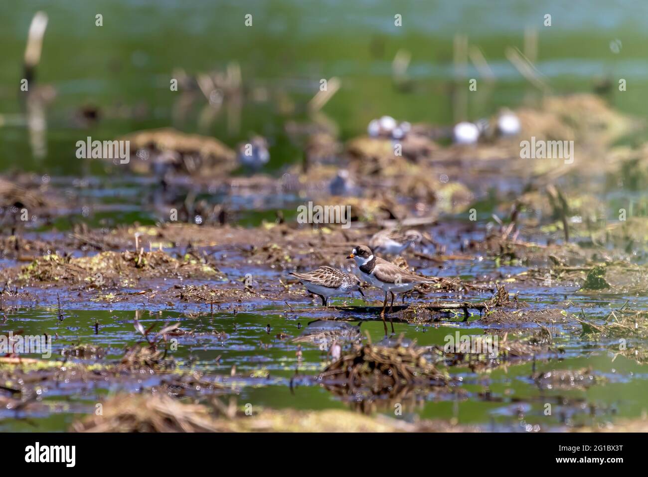 Sandpiper in grass hi-res stock photography and images - Alamy