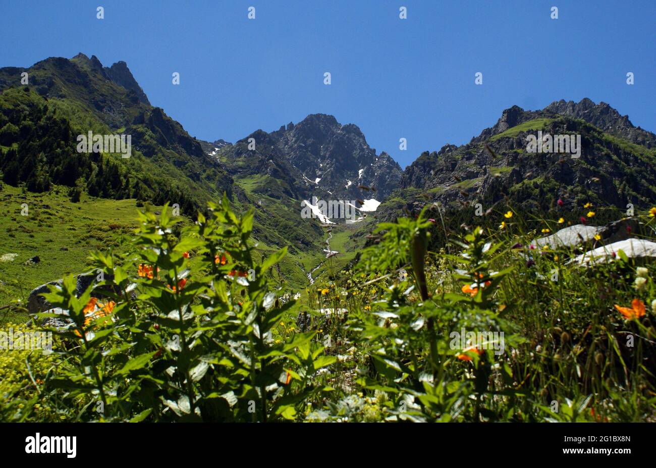 Magnificent color image of flowers reflecting the beauties of nature on ...