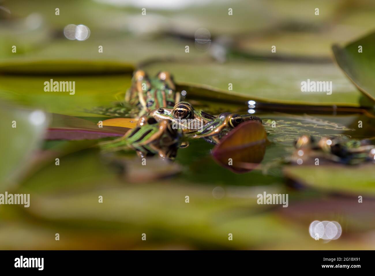 The northern leopard frog is native North American animal. It is the ...