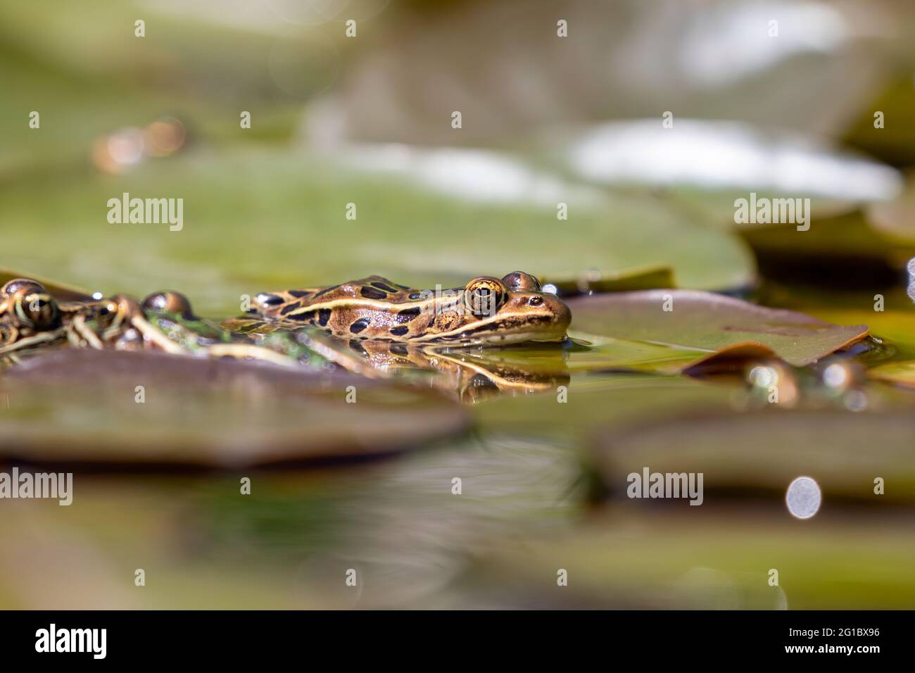 The northern leopard frog is native North American animal. It is the ...