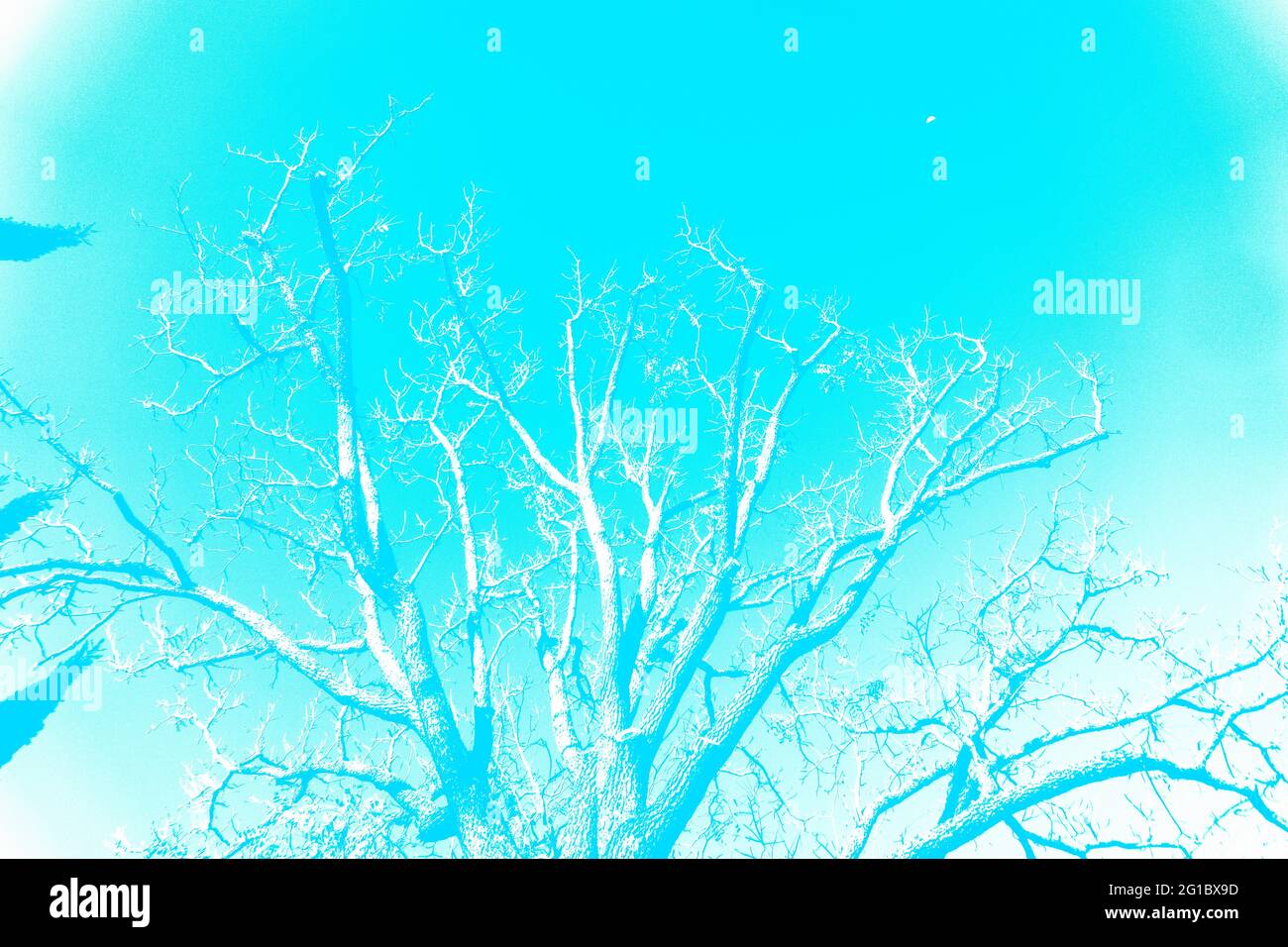 Spindly leafless branches of walnut tree against sky in autumn in blue ...