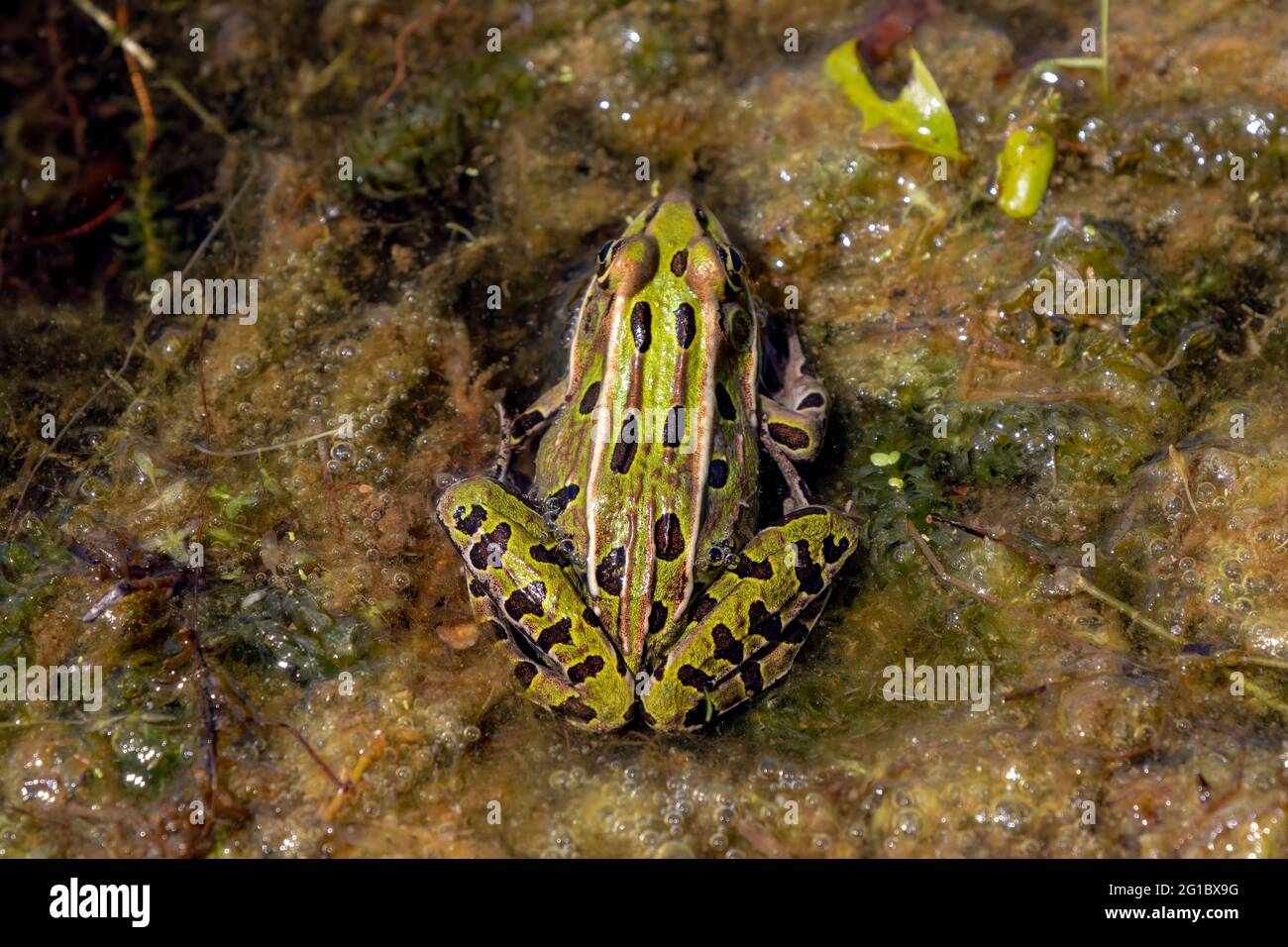 The northern leopard frog is native North American animal. It is the ...