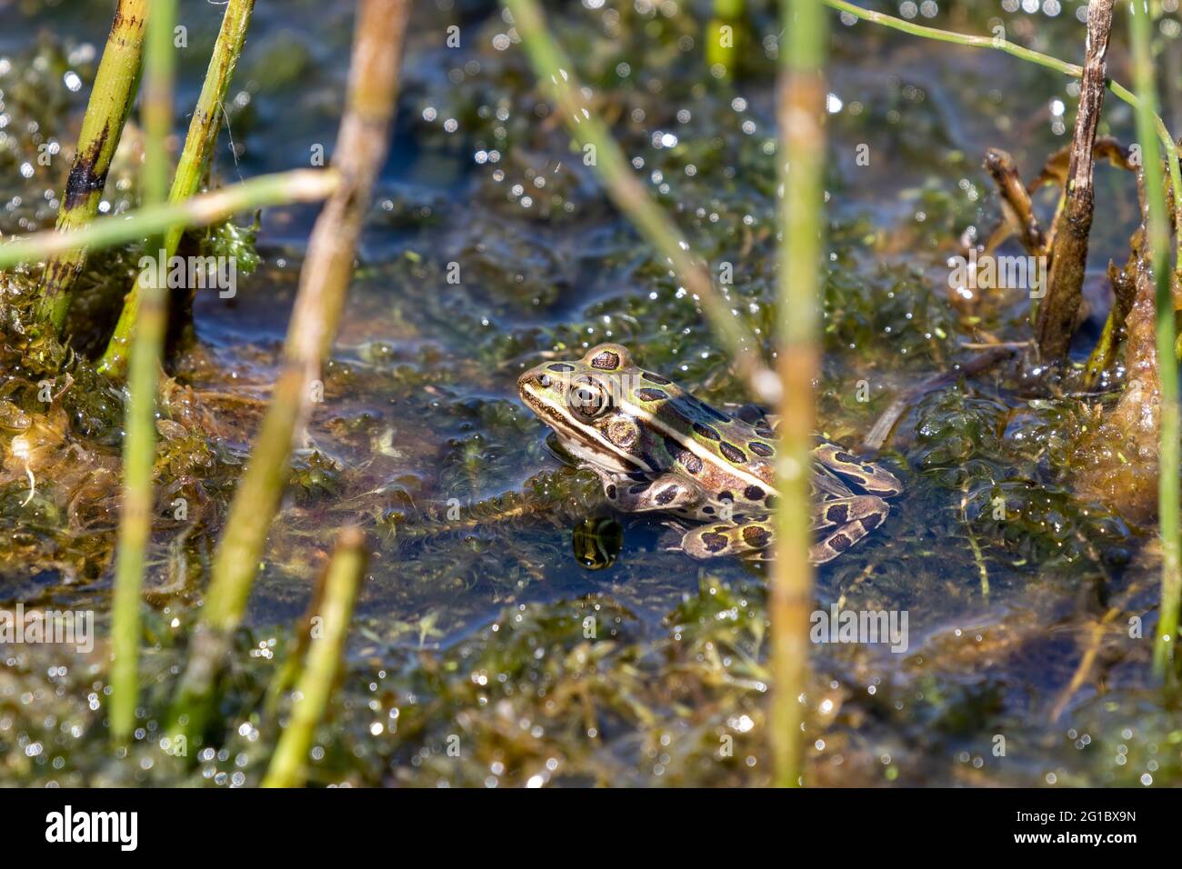 The northern leopard frog is native North American animal. It is the ...