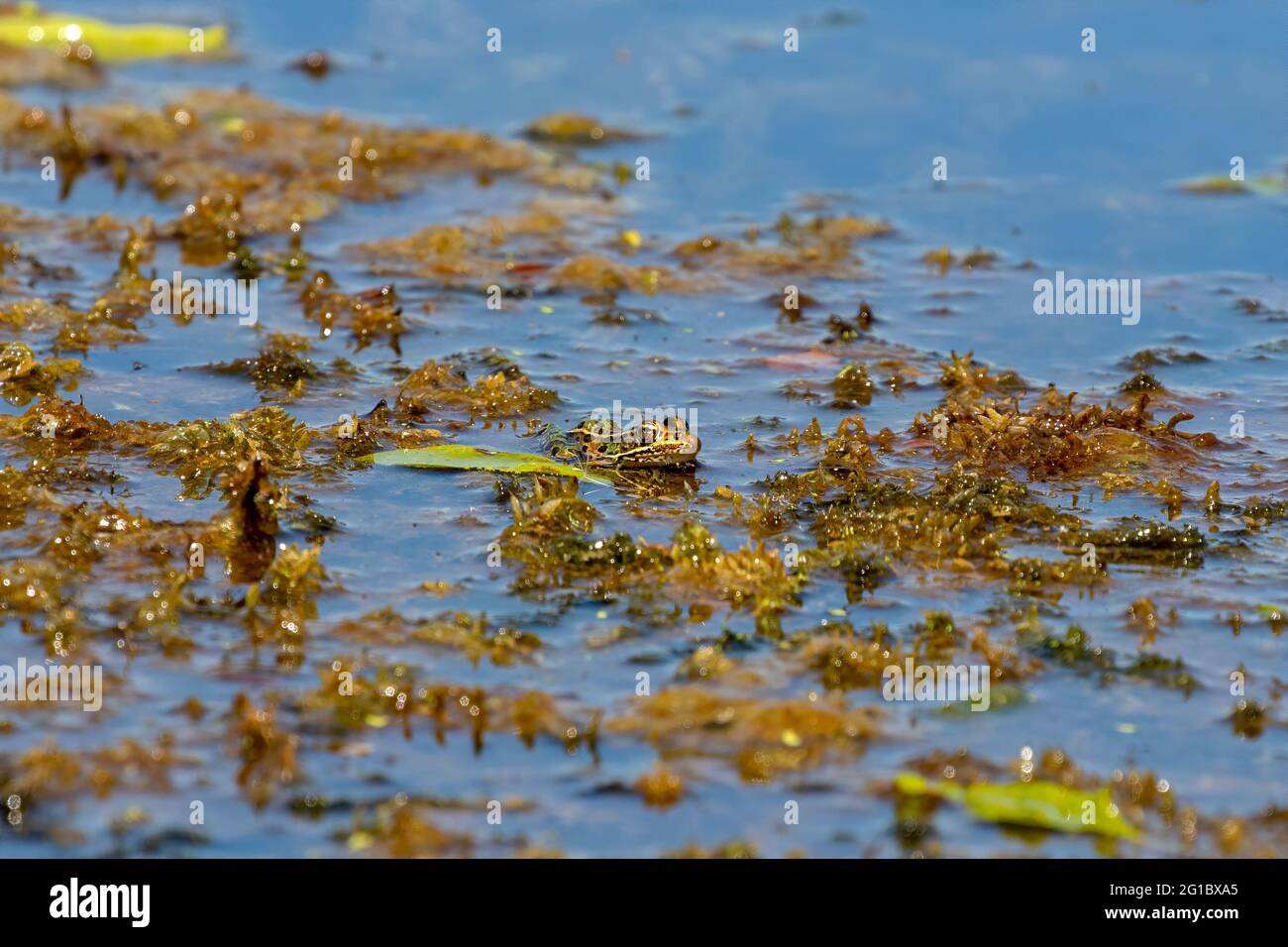 Vermont Fauna High Resolution Stock Photography and Images - Alamy