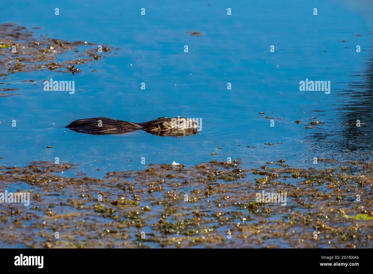 The muskrat (Ondatra zibethicus), rodent native to North America Stock ...