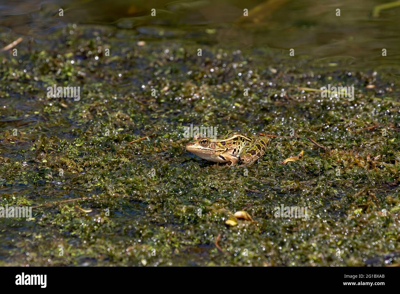The northern leopard frog is native North American animal. It is the ...