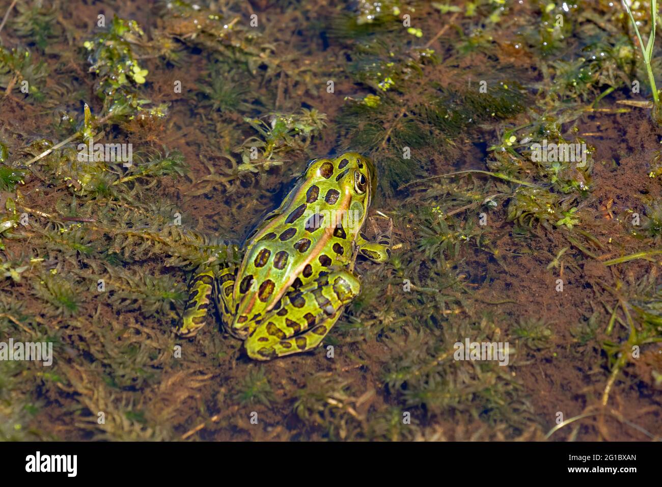 The northern leopard frog is native North American animal. It is the ...