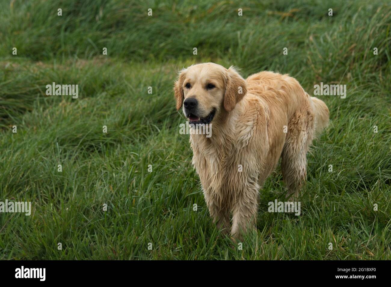 Golden retrievers in a country field Stock Photo - Alamy