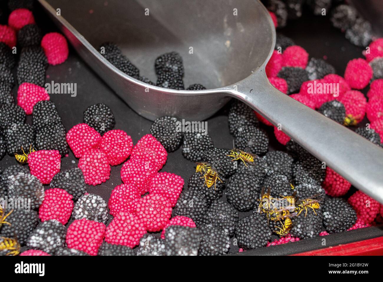Closeup of the wasps pollinating on the pile of colorful sweet candies ...