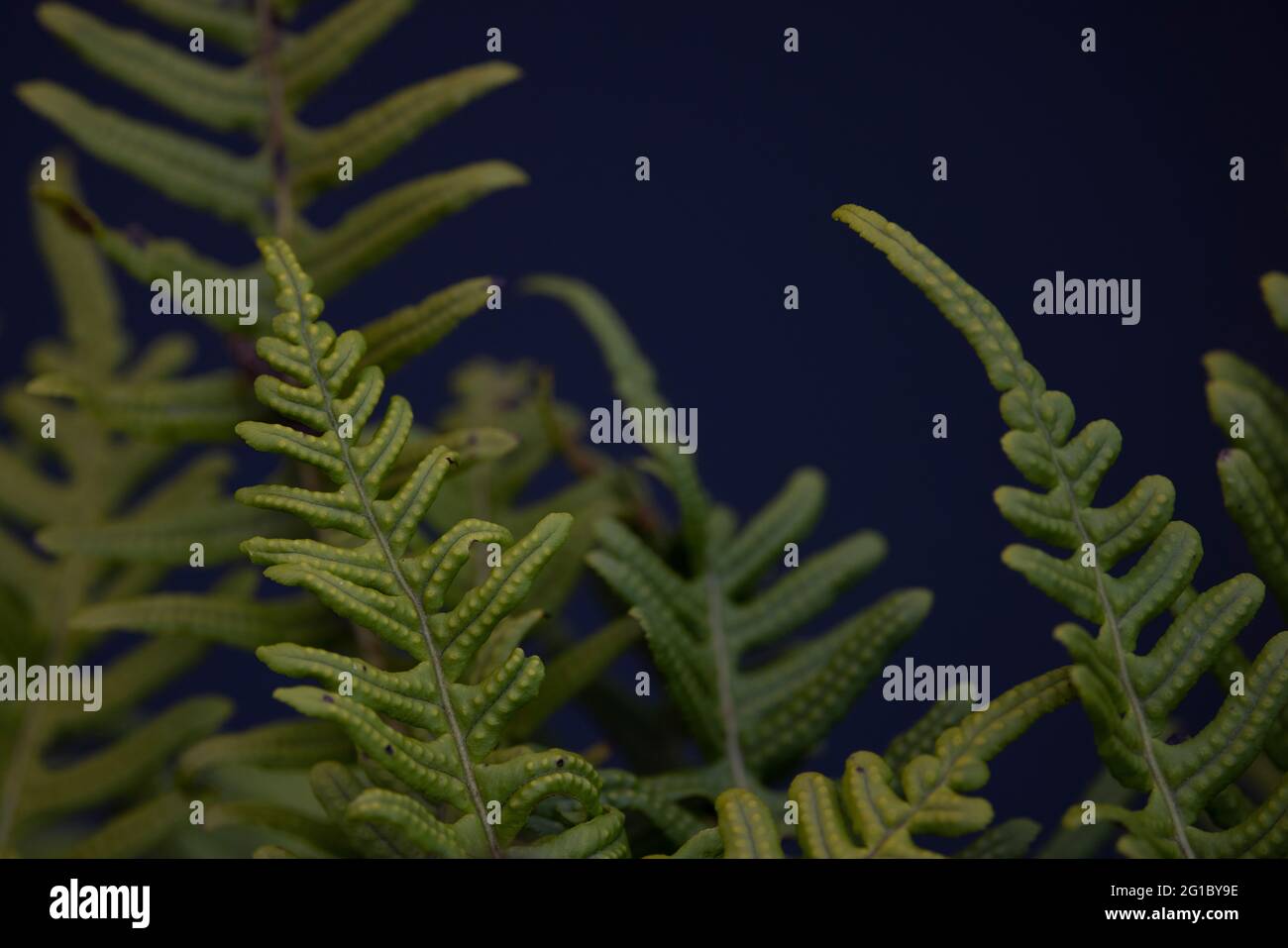 Fern tips hi-res stock photography and images - Alamy