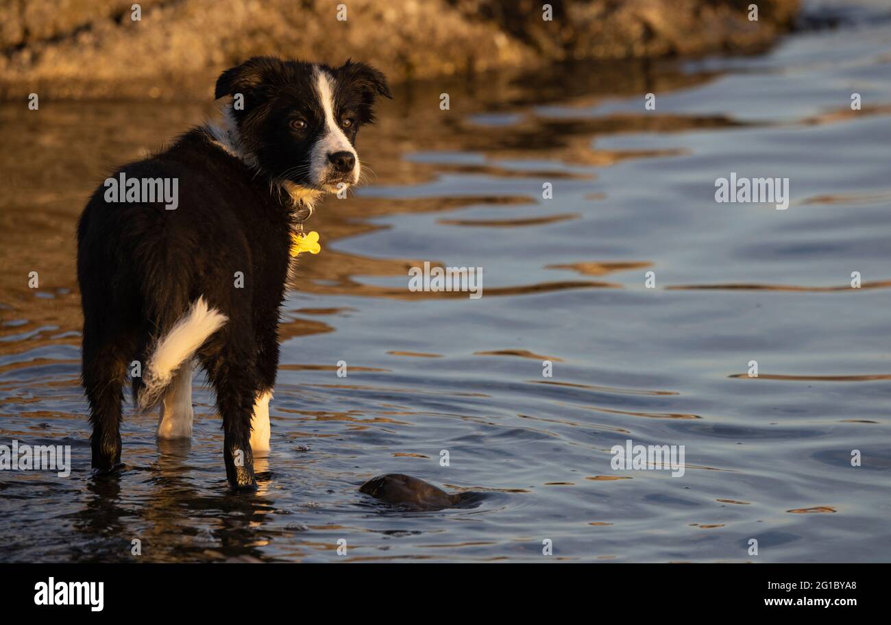Border collie back hi-res stock photography and images - Alamy
