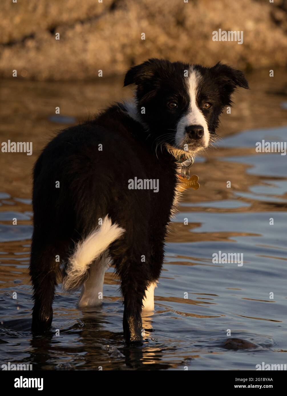 Border collie back hi-res stock photography and images - Alamy