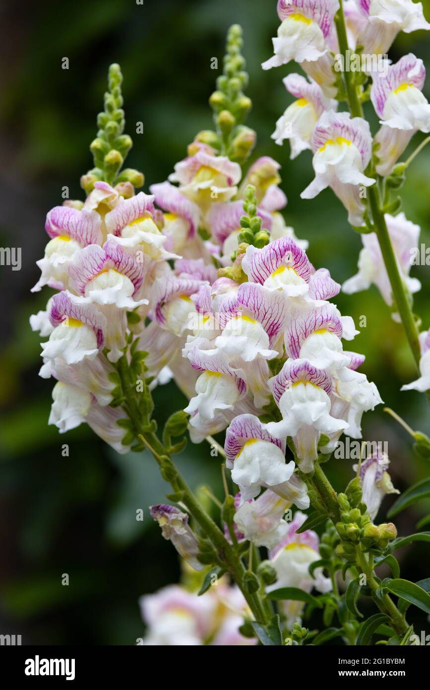 Antirrhinum snapdragons hi-res stock photography and images - Alamy