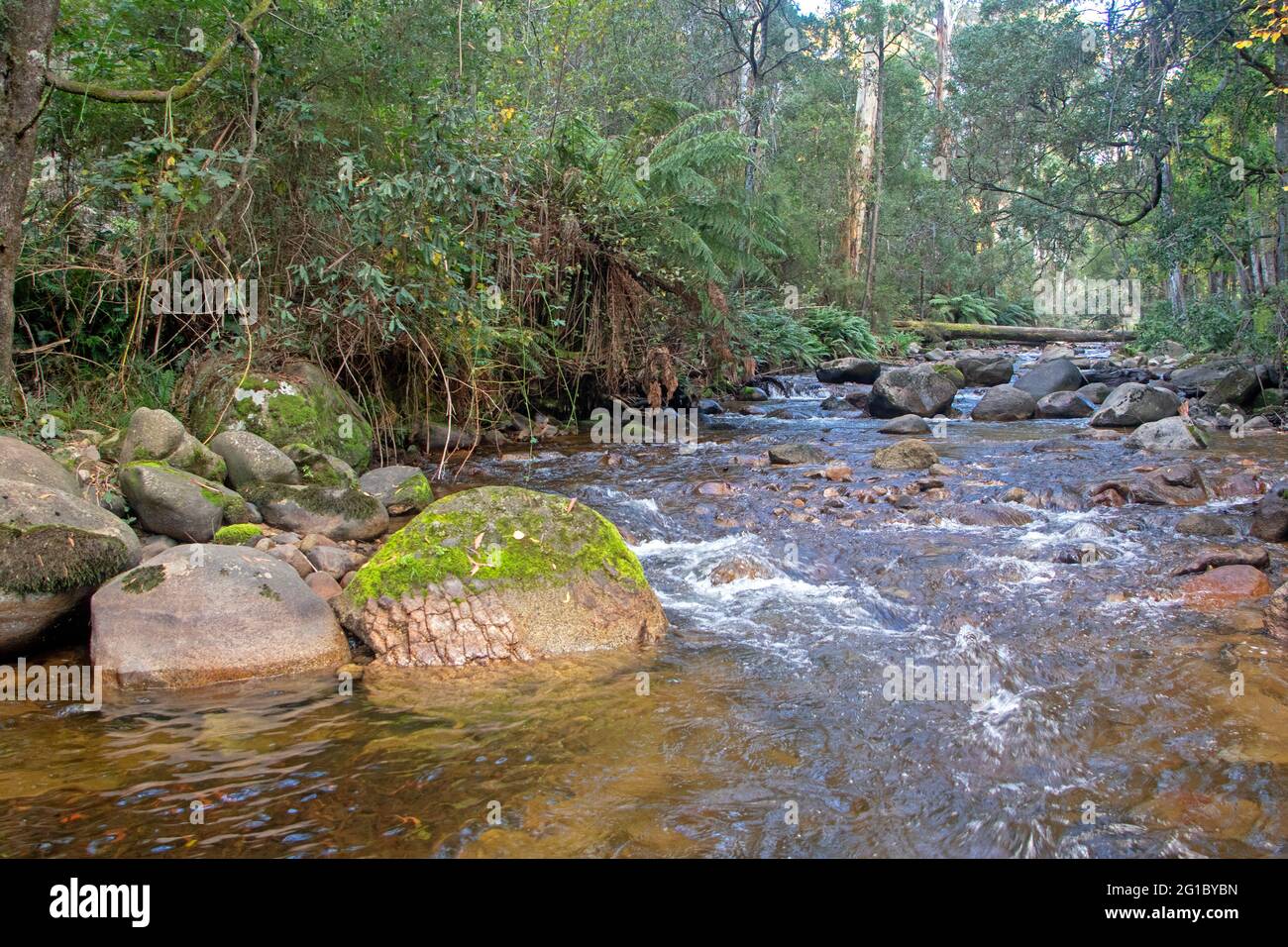 The Delatite River near Mt Buller Stock Photo - Alamy