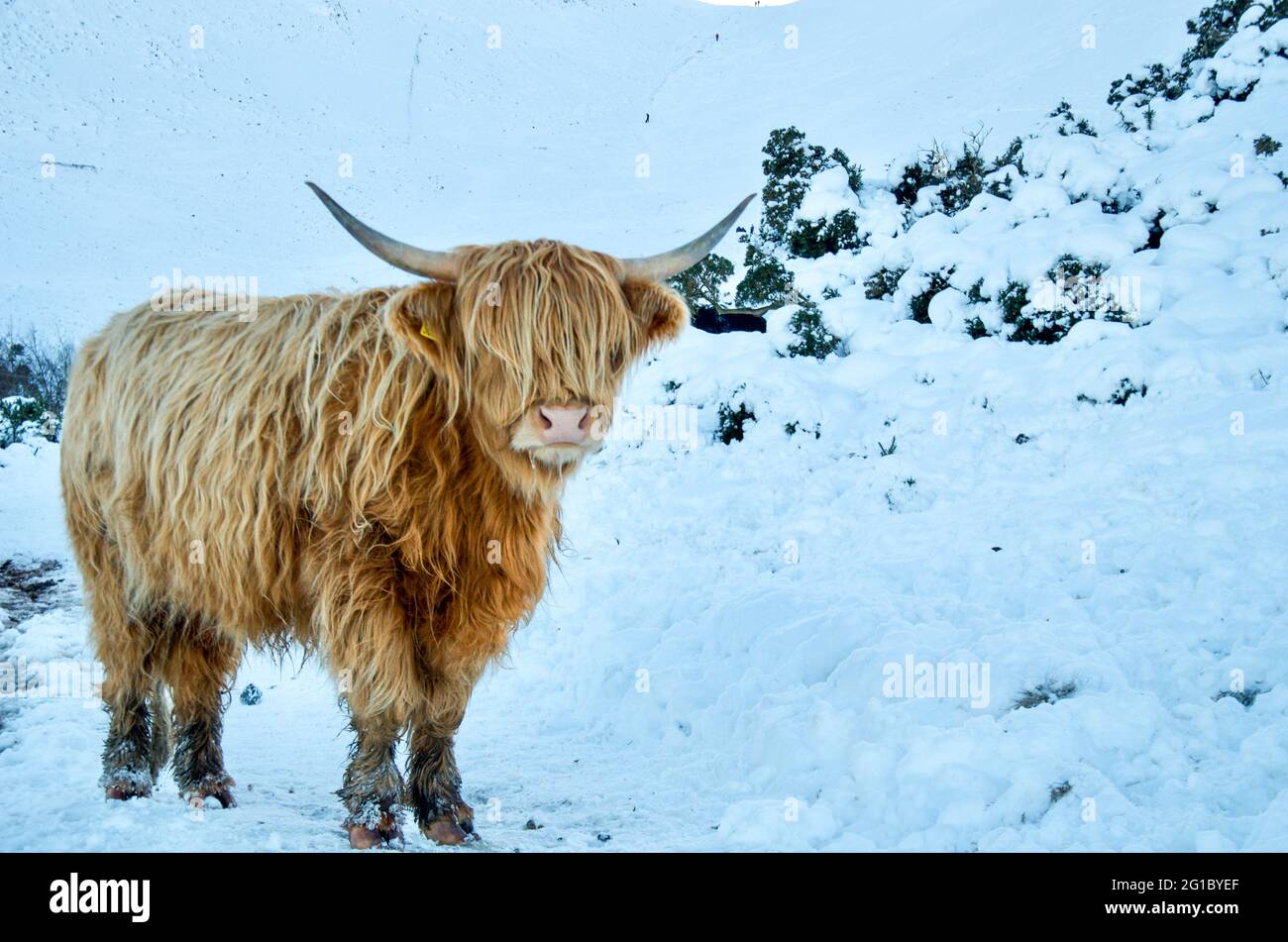 A snowy winter in Scotland. These Hairy coo's look cozy in their furry ...