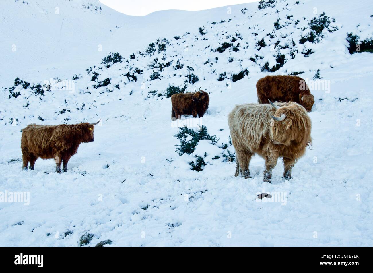 A snowy winter in Scotland. These Hairy coo's look cozy in their furry ...
