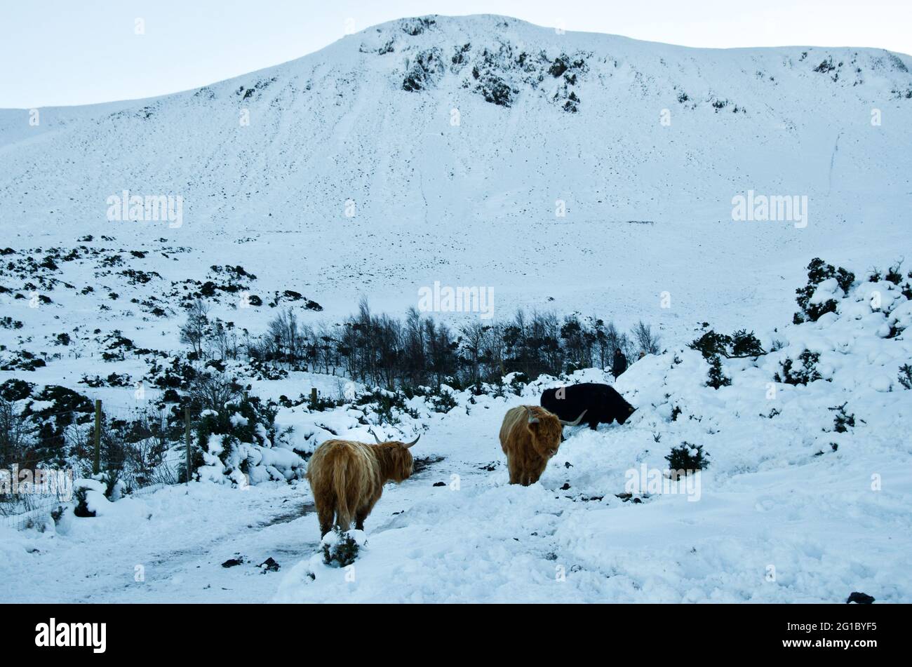 Scottish coos hi-res stock photography and images - Alamy