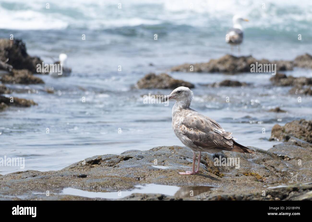 A seagull (larus californicus or California gull) walks along the shore ...