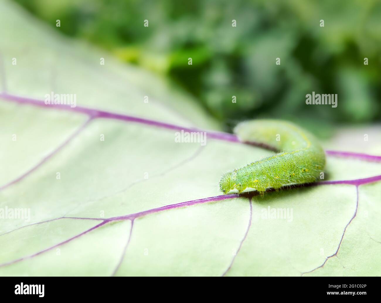 Cabbage white butterfly larva on red russian kale leaf. Cabbage ...