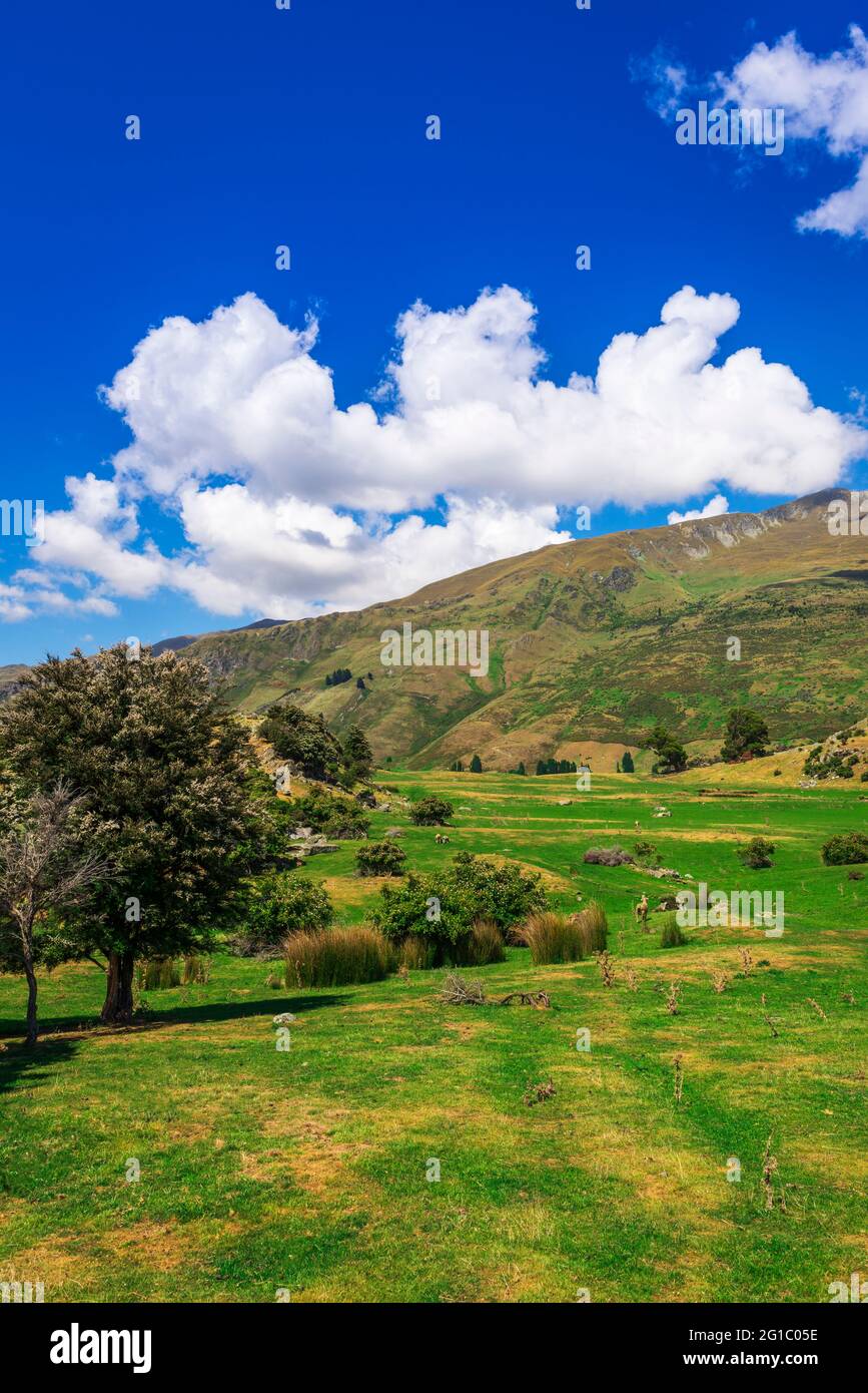 Sheep ranch on the shore of Lake Wanaka, Otago, South Island, New ...