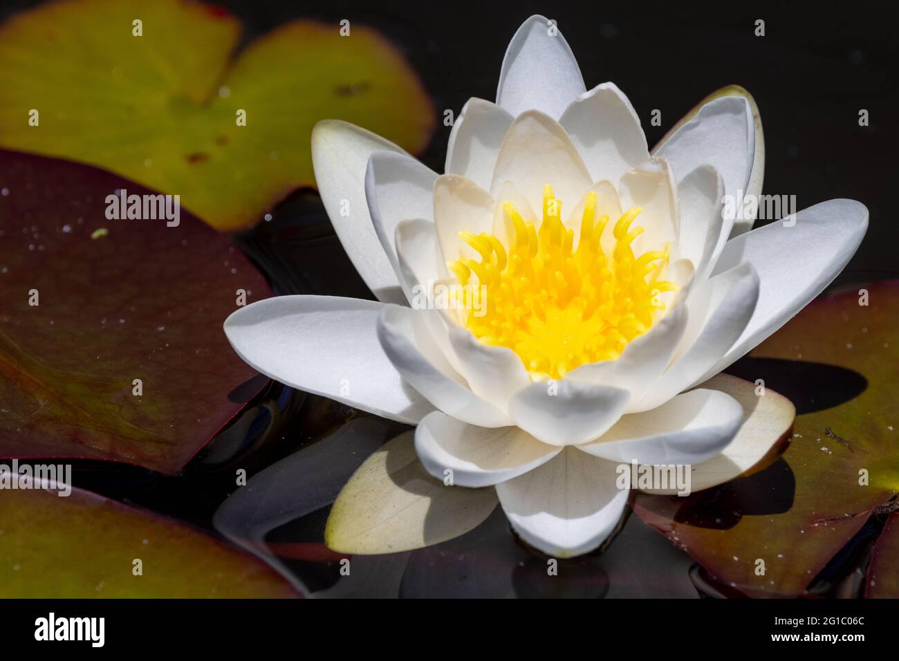 White Lilies Island High Resolution Stock Photography and Images - Alamy