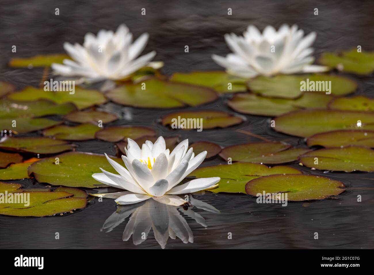 Three Lilies High Resolution Stock Photography and Images - Alamy