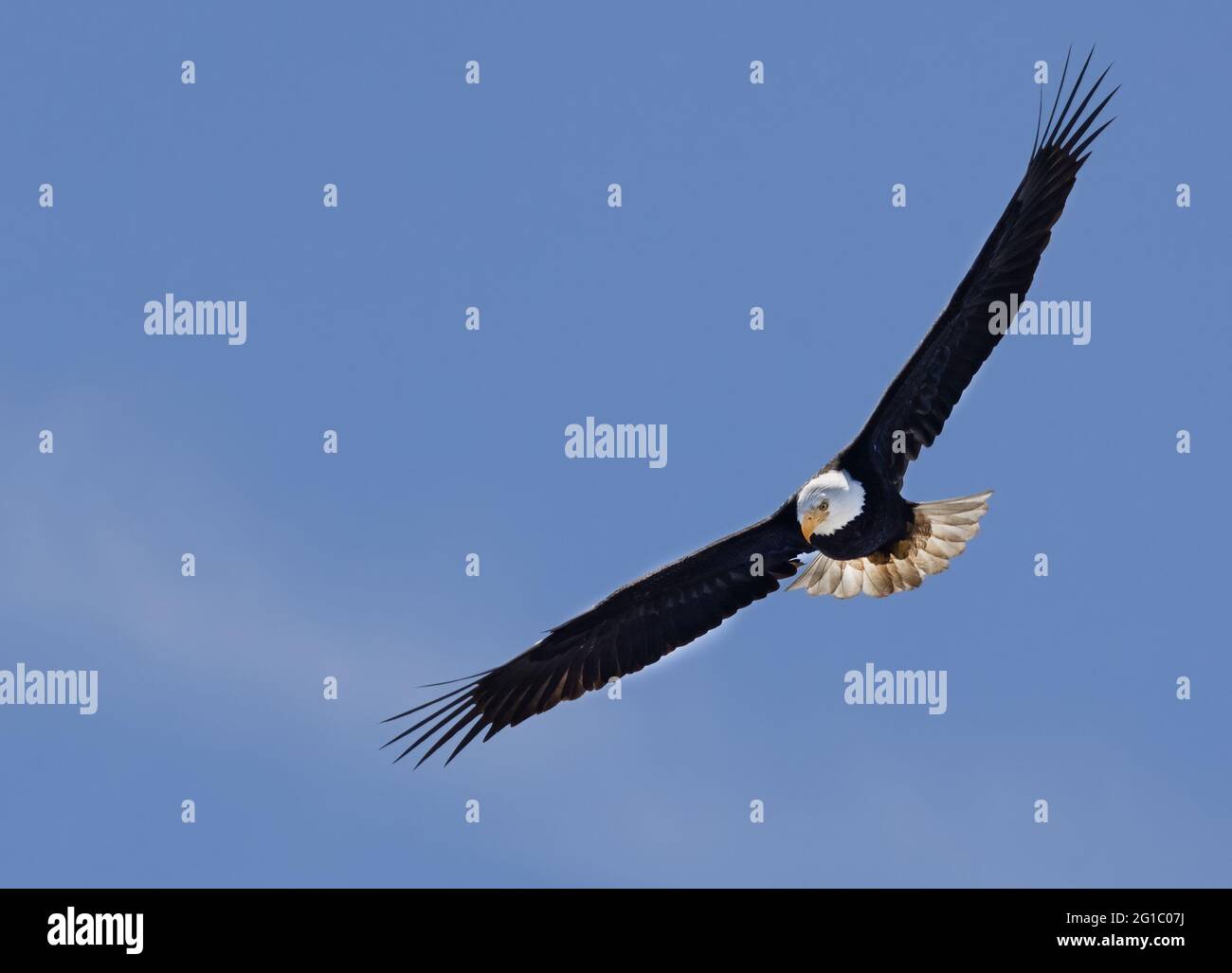 Bald eagle wings spread facing forward hi-res stock photography and ...