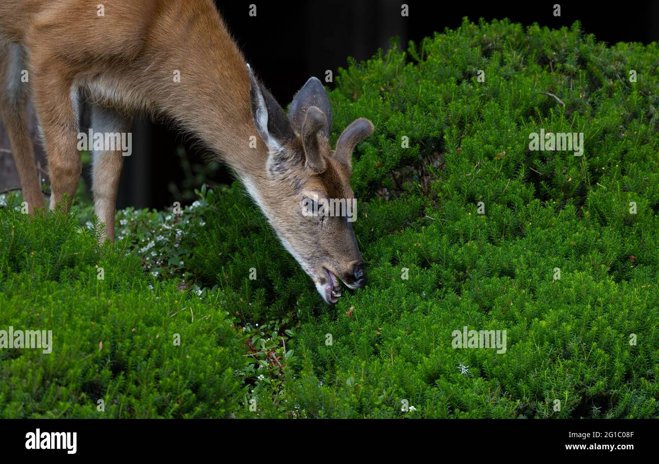 Mule deer young buck male hi-res stock photography and images - Alamy