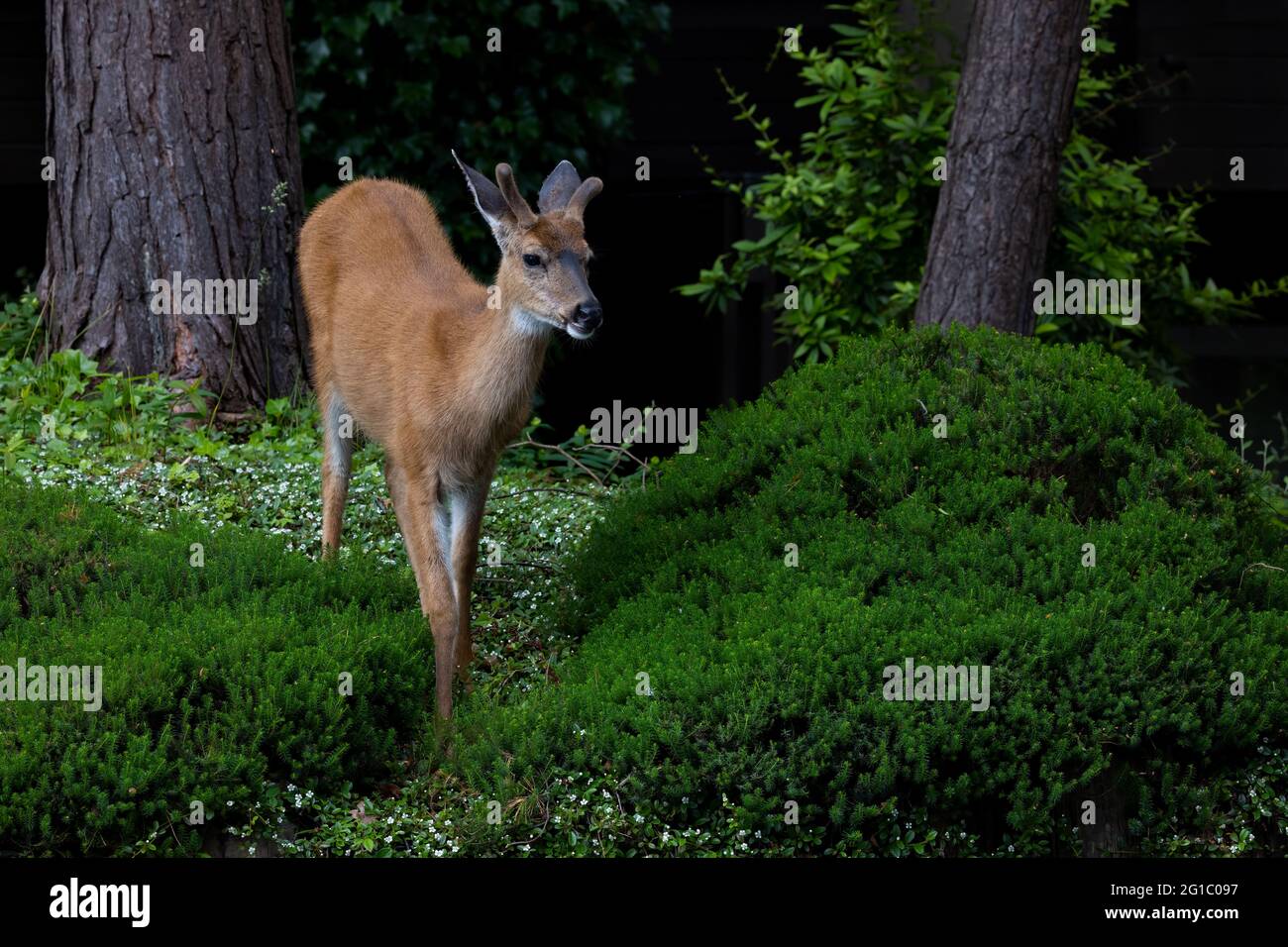 Fuzzy tail hi-res stock photography and images - Alamy